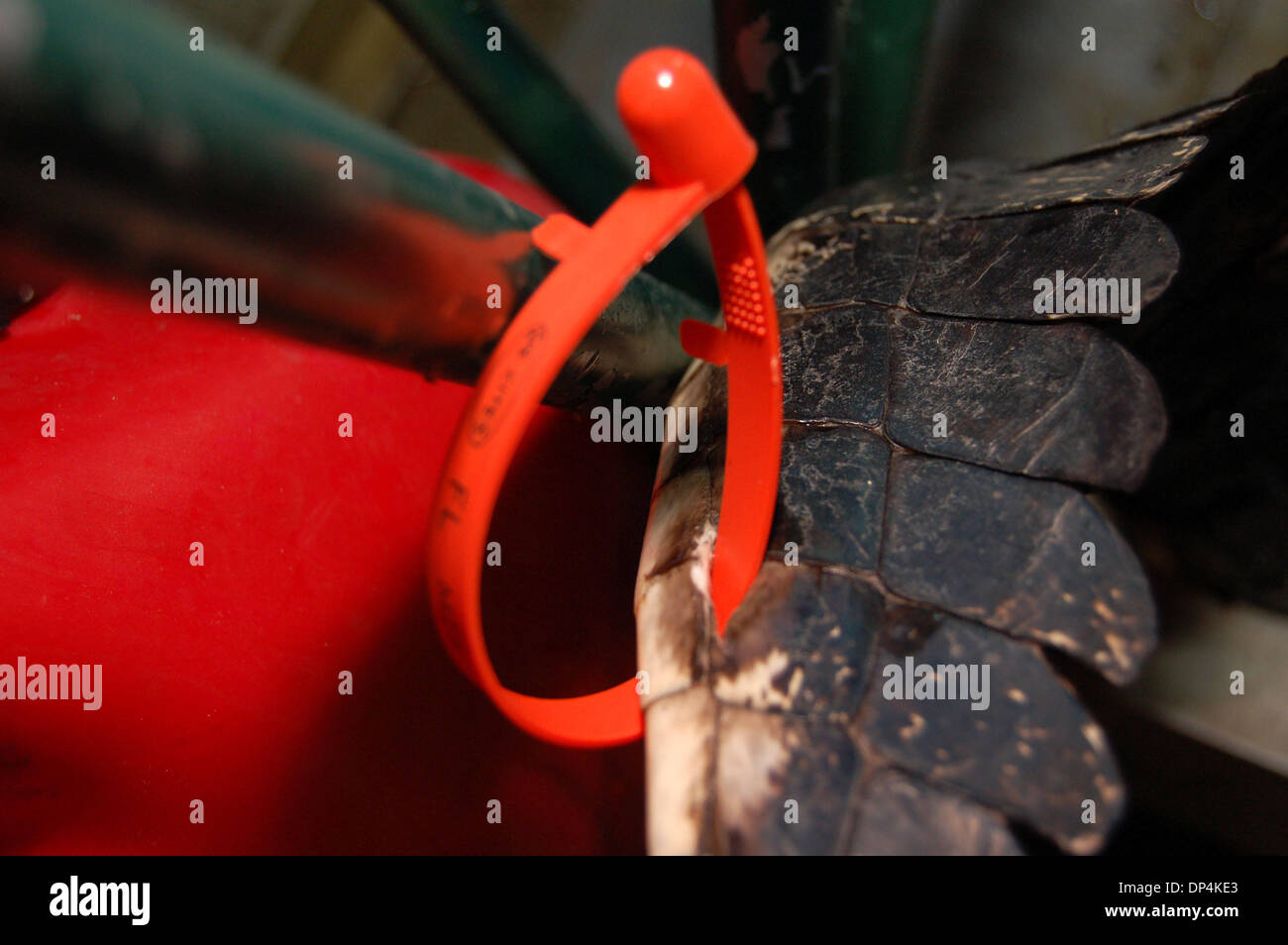 Aug 16, 2006; Lake Okeechobee, FL, USA; Tags issued to permitted ...