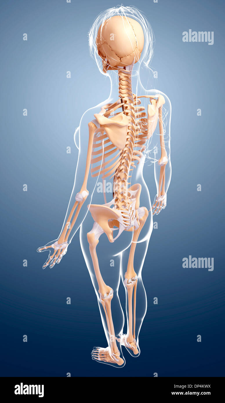 Female skeleton, artwork Stock Photo - Alamy