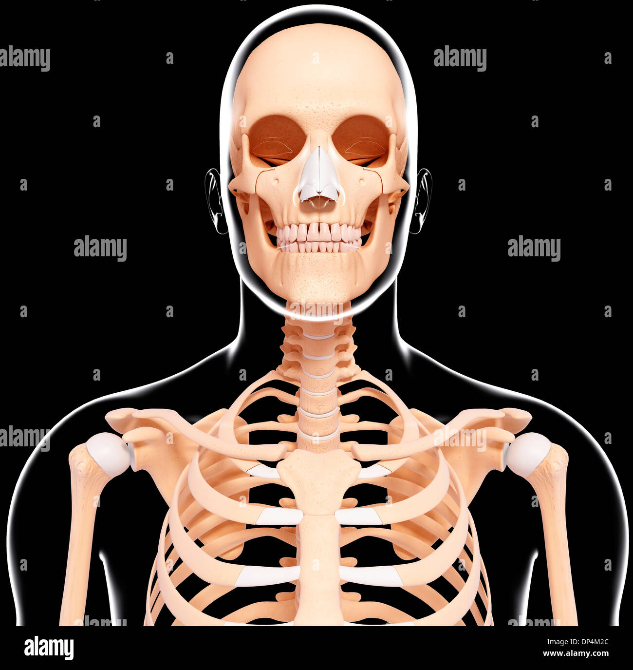 Human skeleton, artwork Stock Photo - Alamy