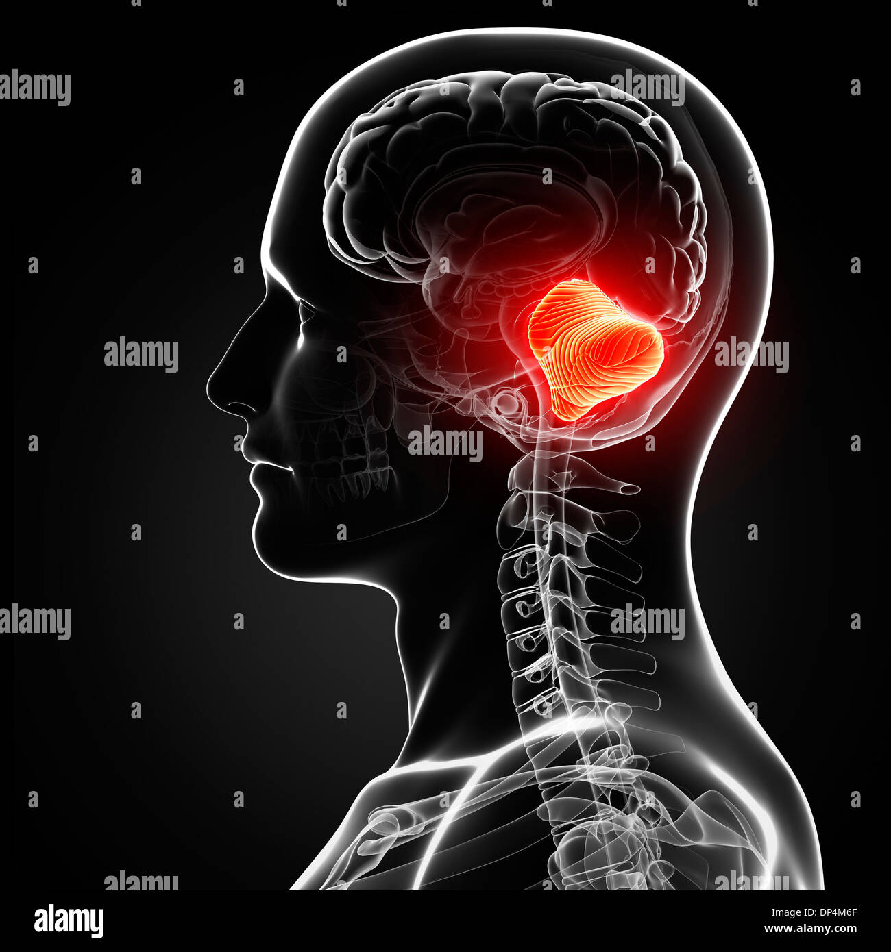 Translucent brain head hi-res stock photography and images - Alamy