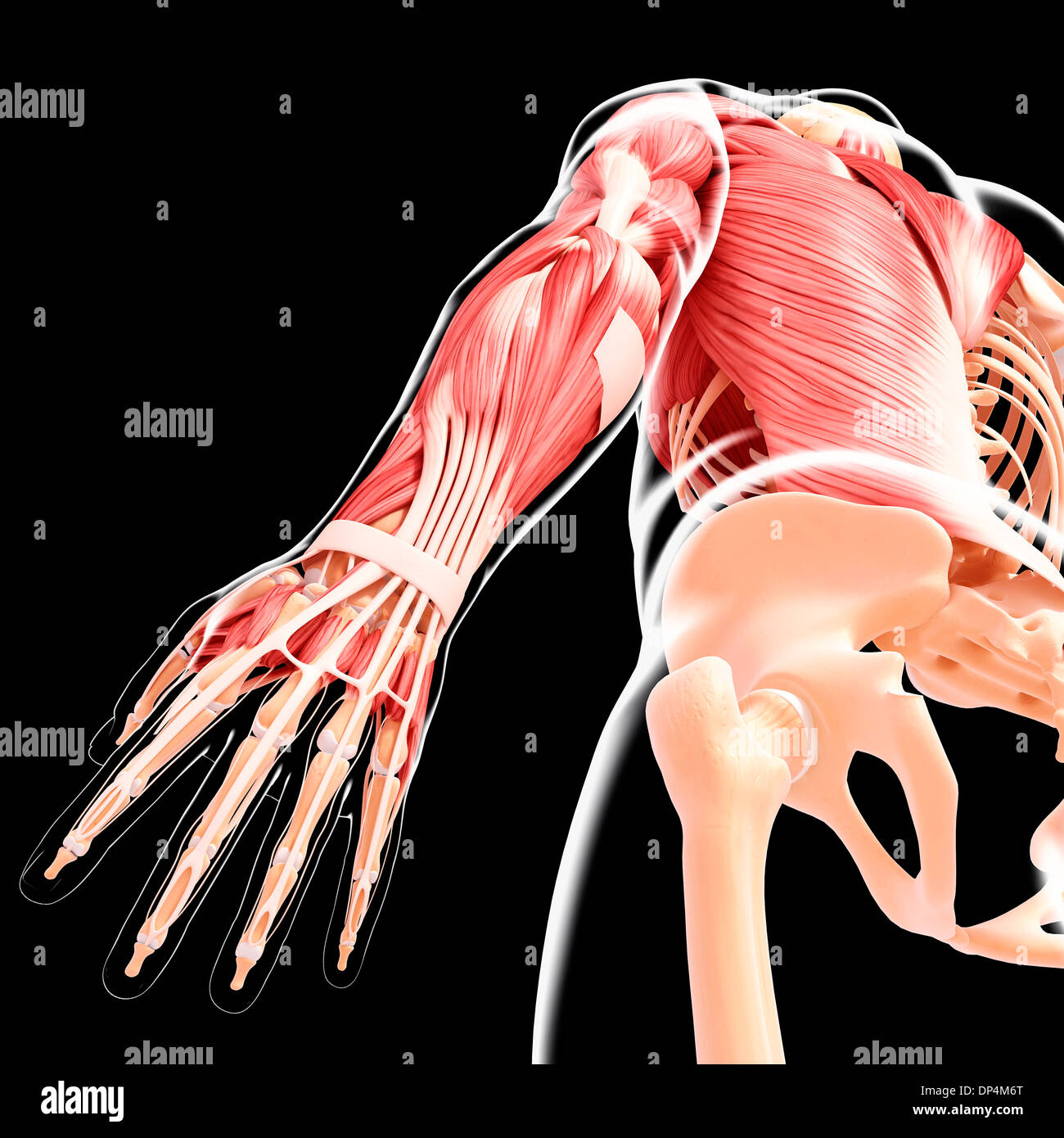 Human musculature, artwork Stock Photo - Alamy