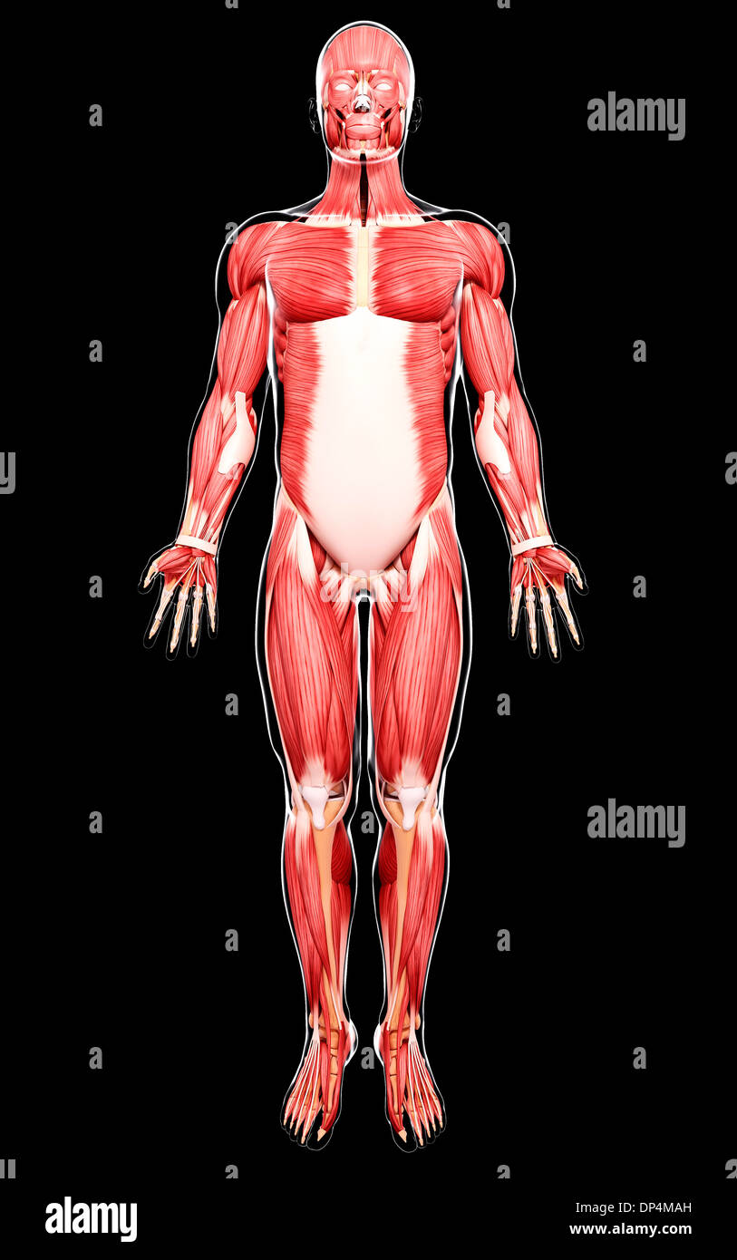 Human musculature, artwork Stock Photo - Alamy