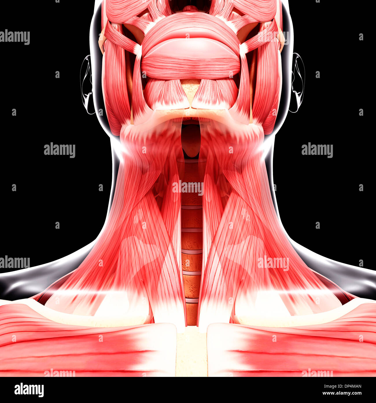 Human neck musculature, artwork Stock Photo - Alamy