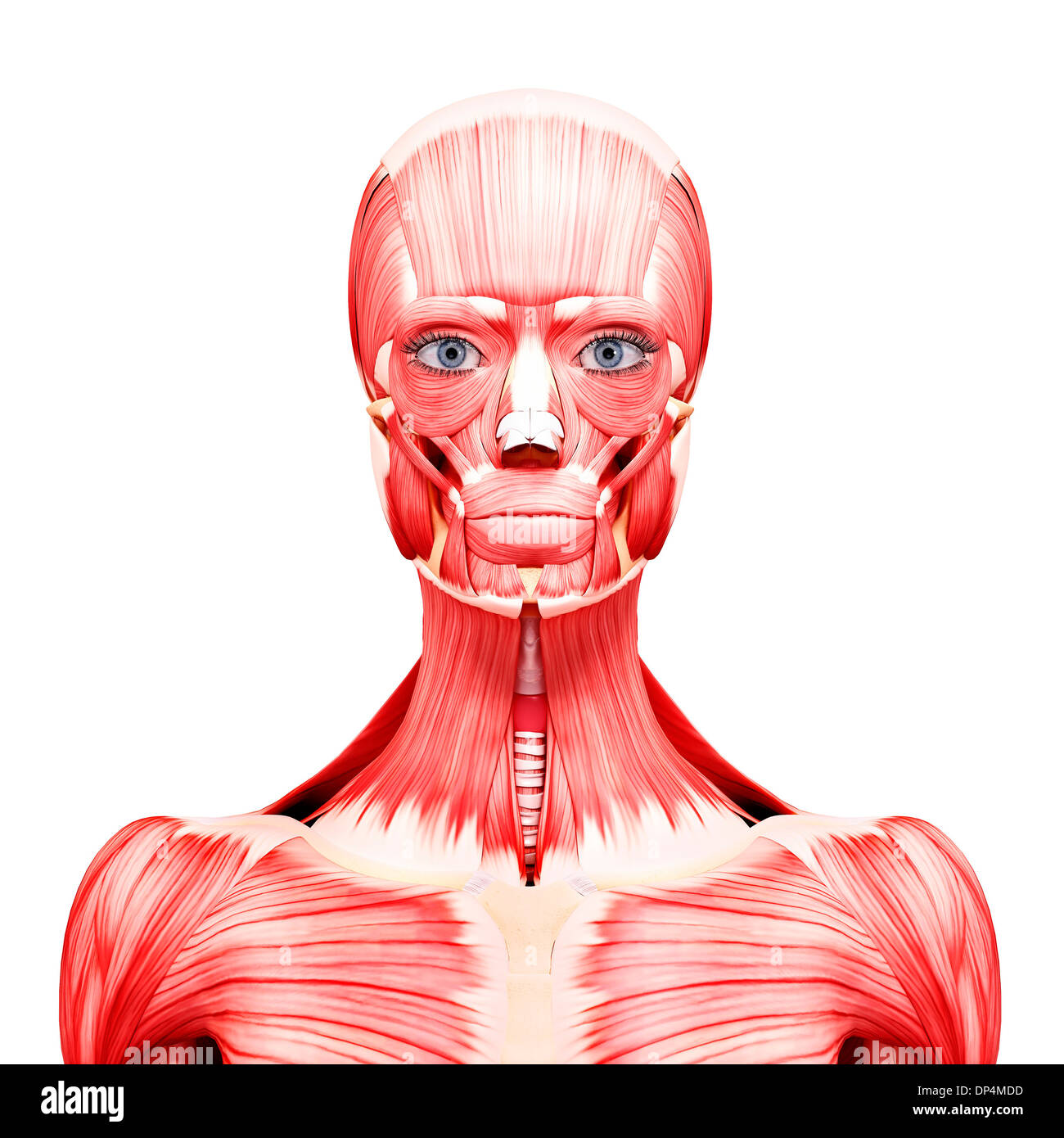 Risorius muscle hi-res stock photography and images - Alamy