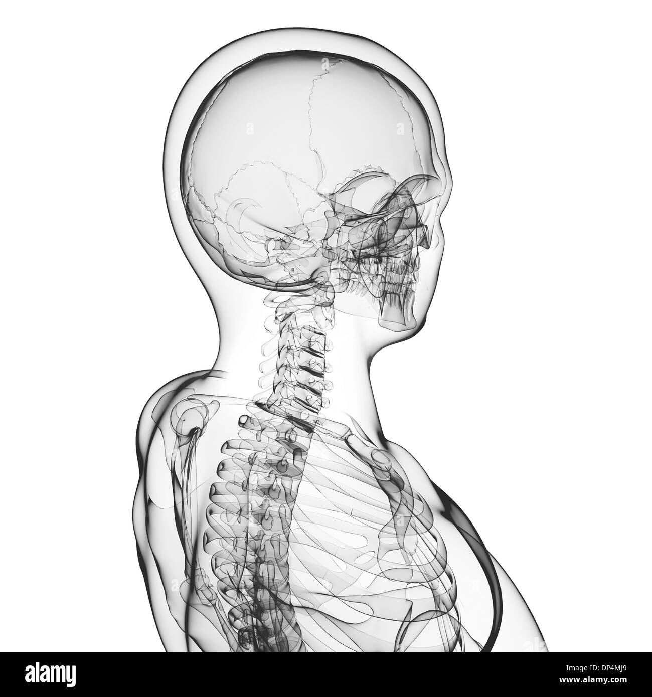 Human Skeleton Artwork Stock Photo Alamy