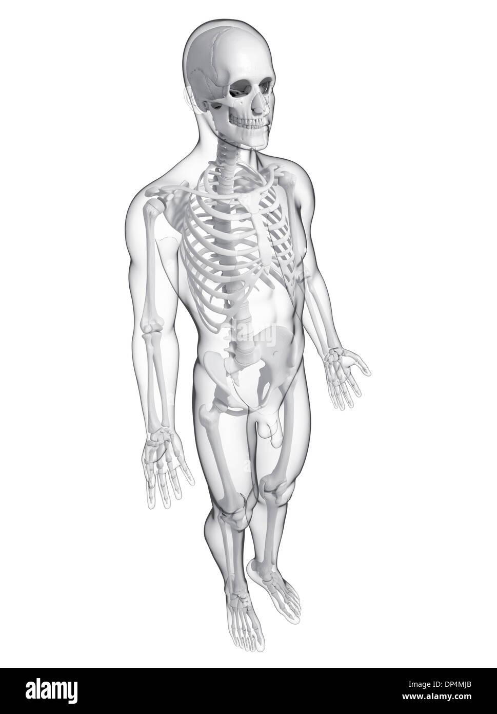 Male skeleton, artwork Stock Photo - Alamy