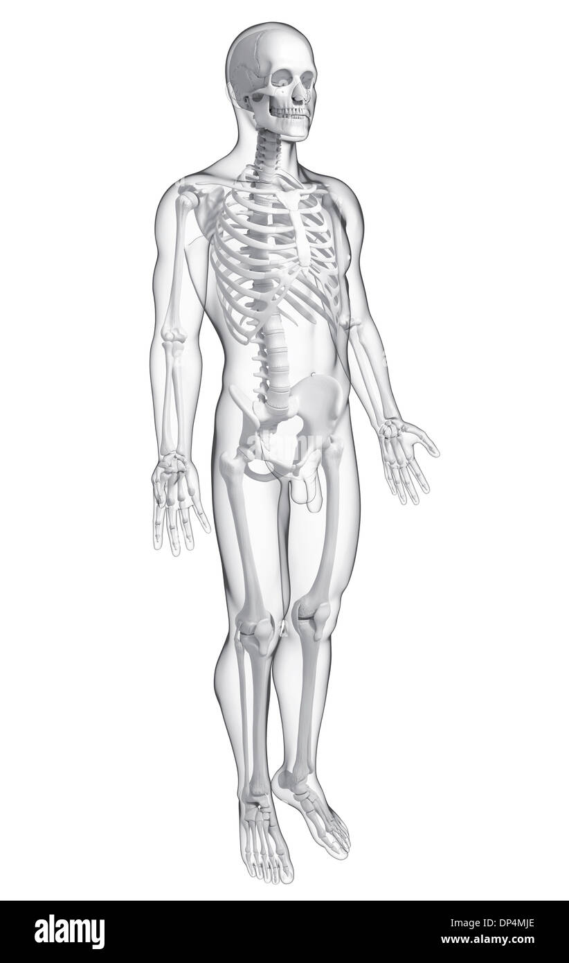 Man human skull three quarter view Cut Out Stock Images & Pictures - Alamy