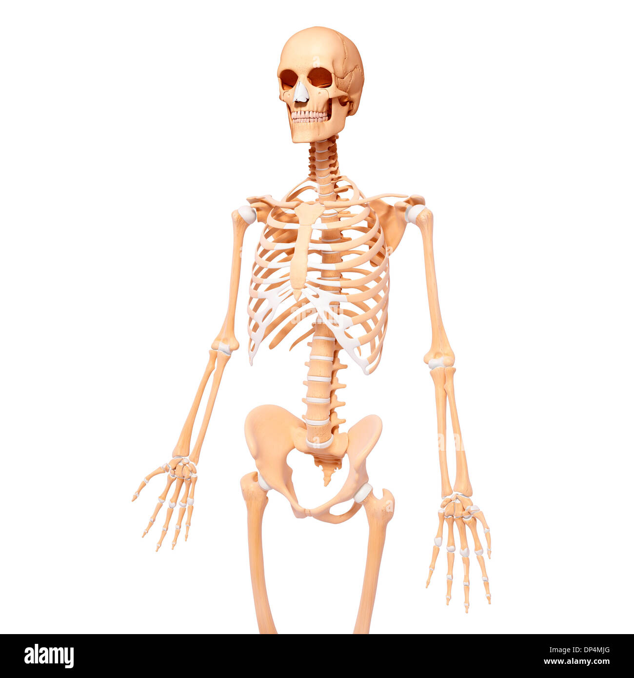 Human Humerus Cut Out Stock Images & Pictures - Alamy