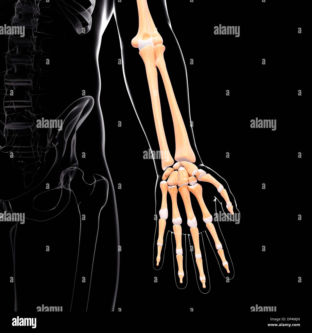 Human arm bones, artwork Stock Photo - Alamy