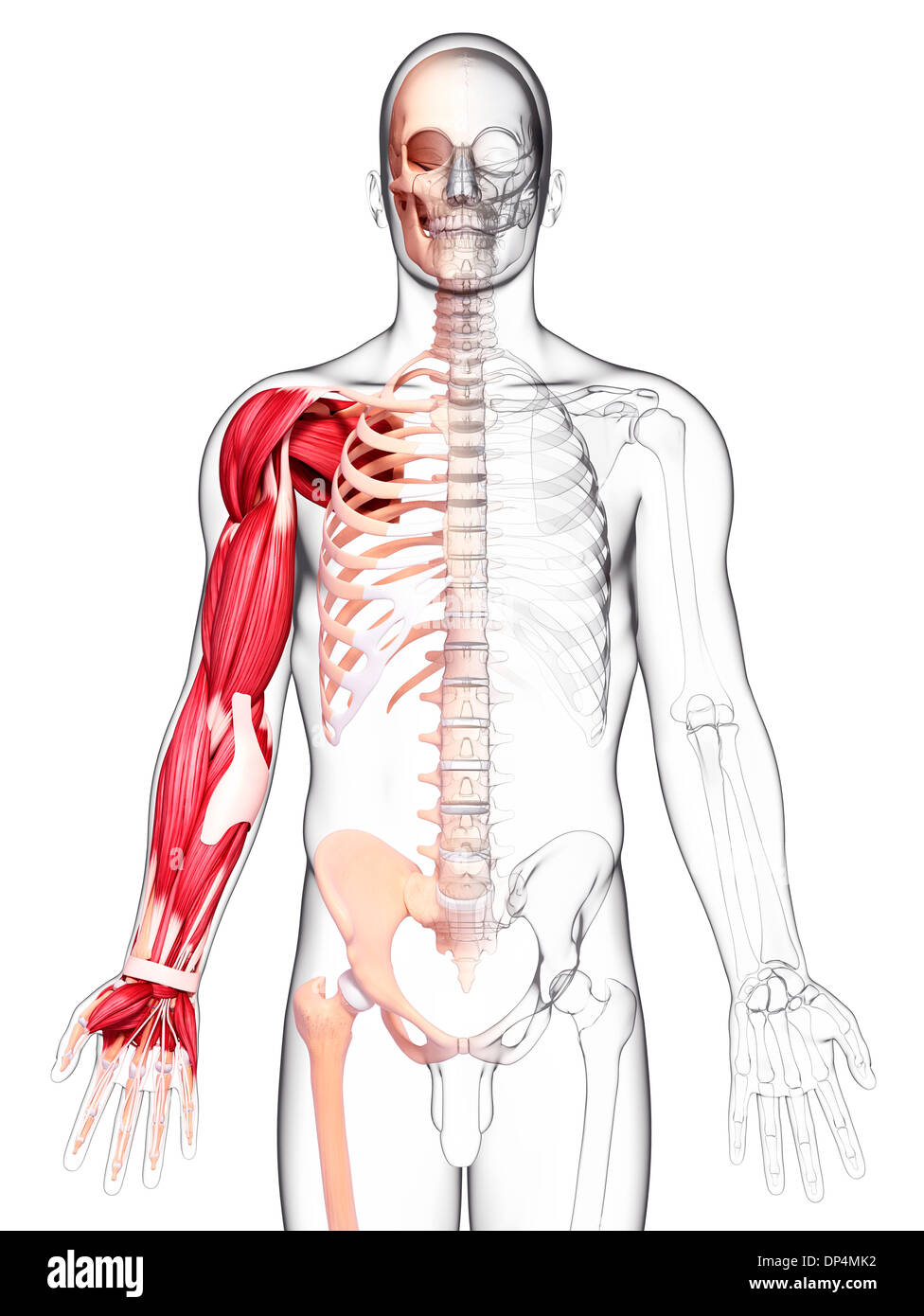 Human arm musculature, artwork Stock Photo - Alamy