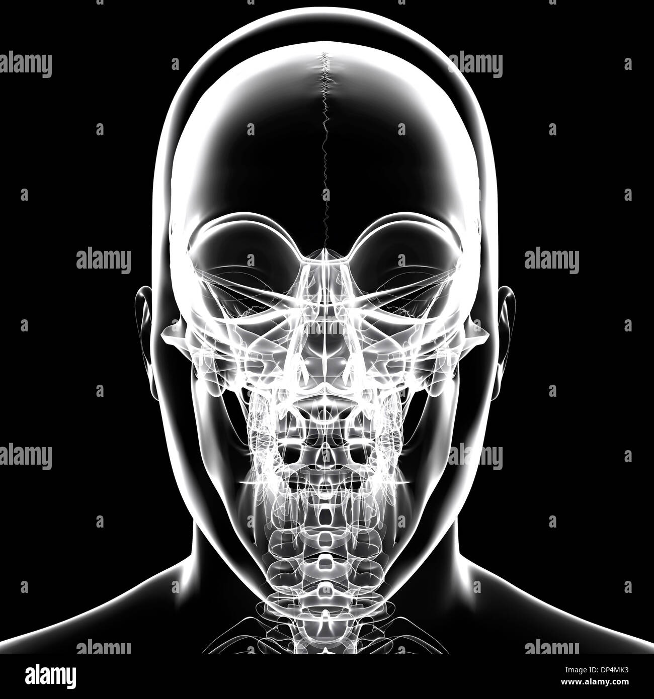 Human skull, artwork Stock Photo - Alamy
