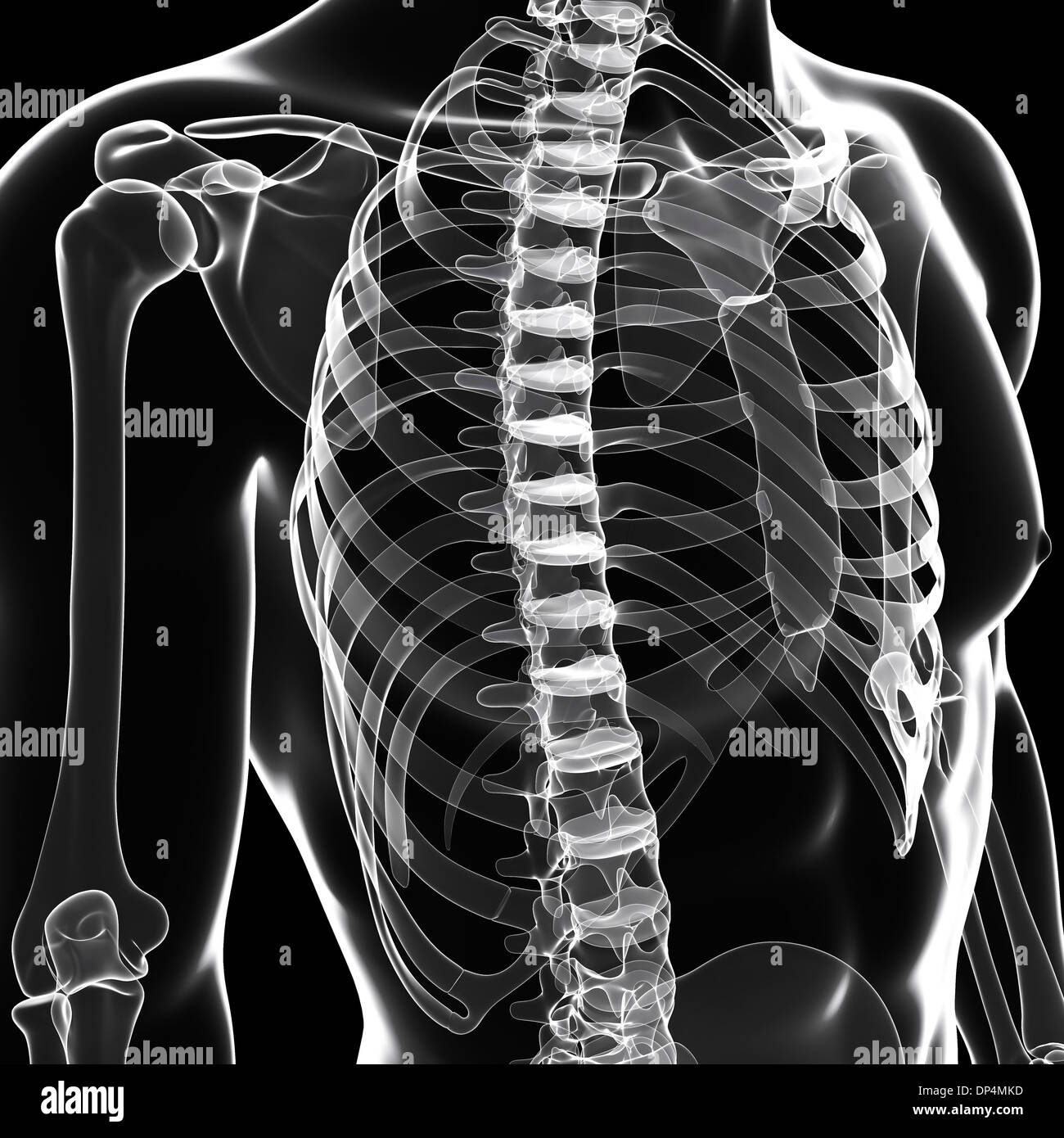 Human skeleton, artwork Stock Photo - Alamy