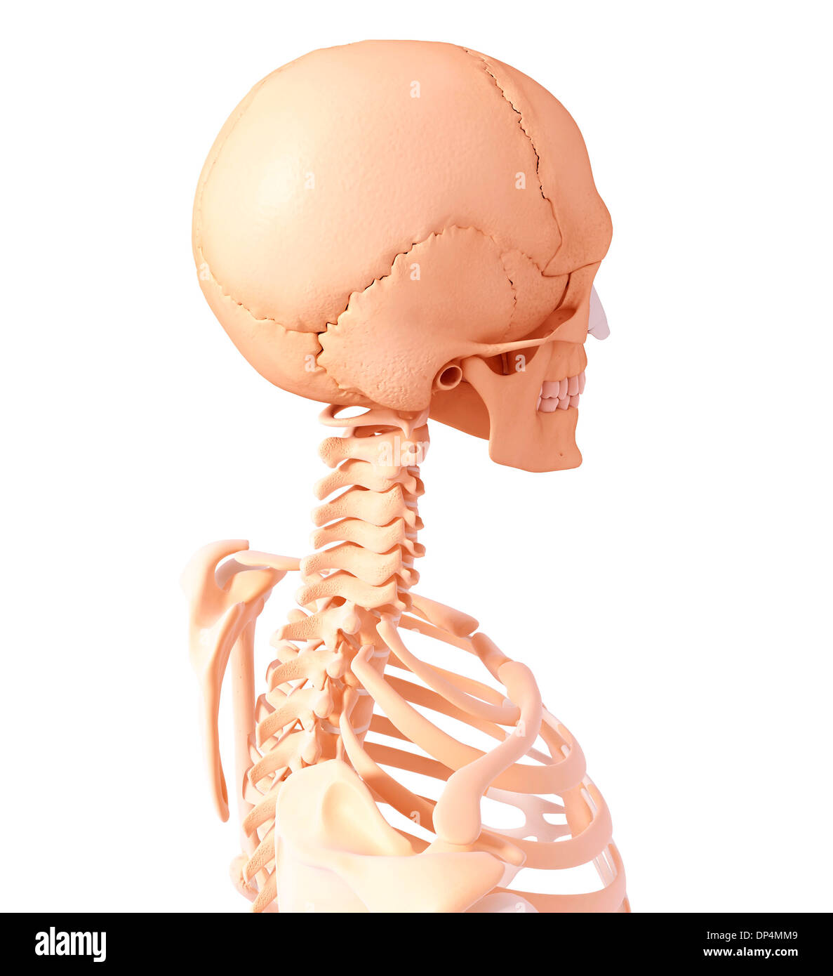 Human skeleton, artwork Stock Photo - Alamy