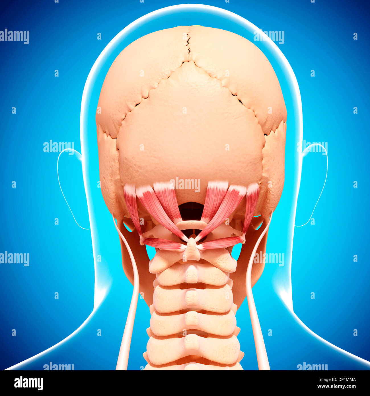 Human neck musculature, artwork Stock Photo - Alamy