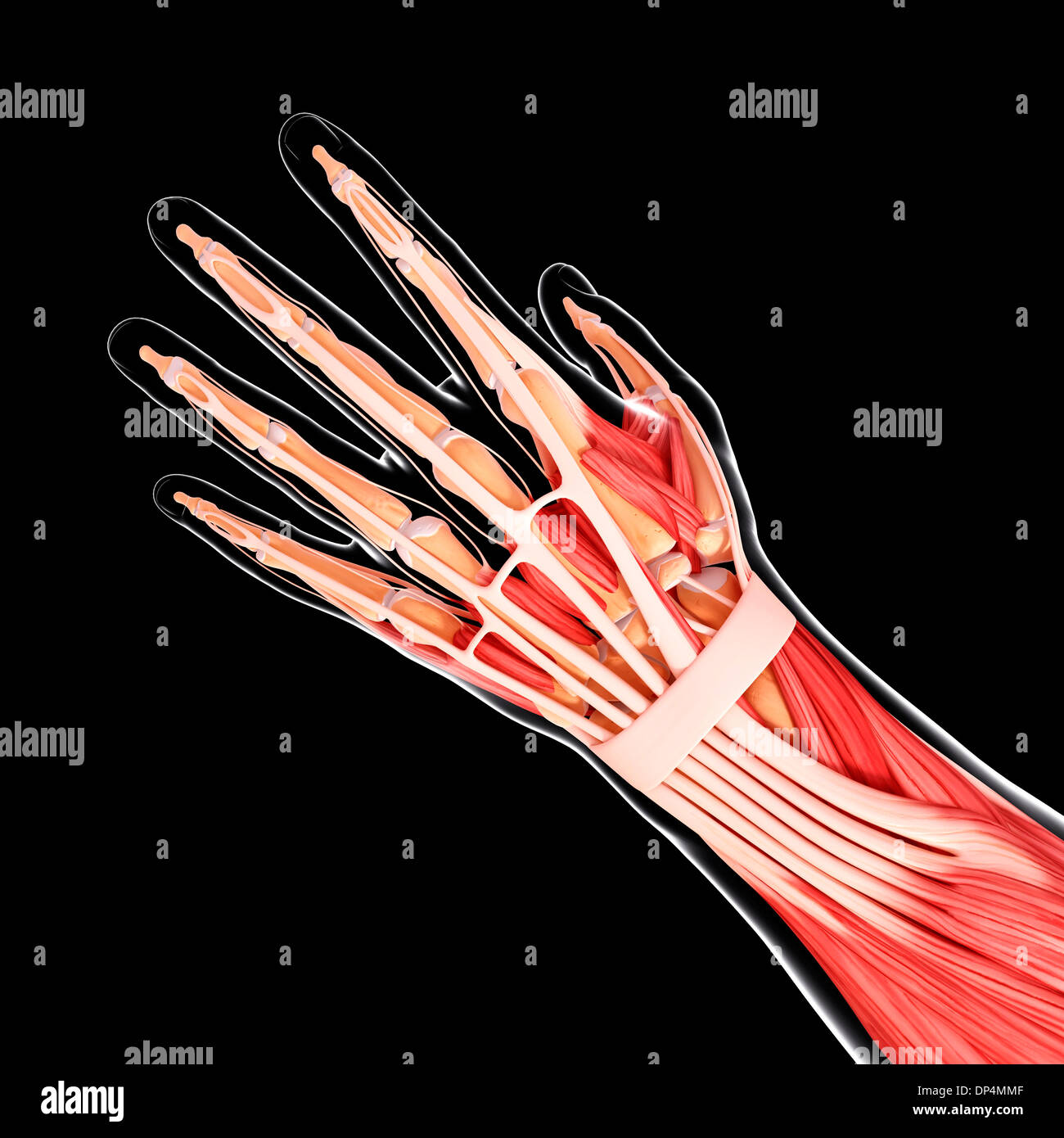 Human arm musculature, artwork Stock Photo - Alamy
