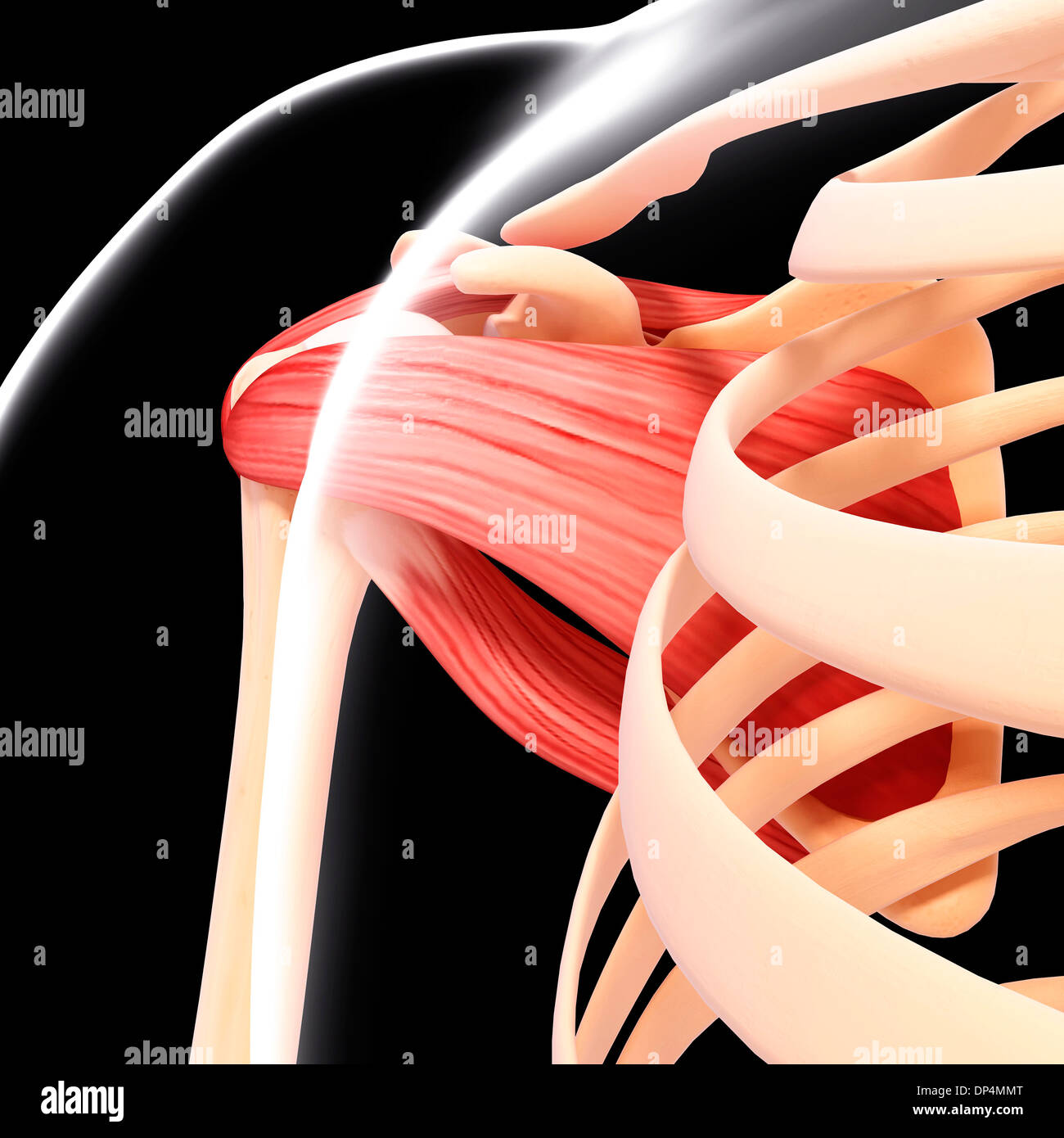 Human shoulder musculature, artwork Stock Photo - Alamy