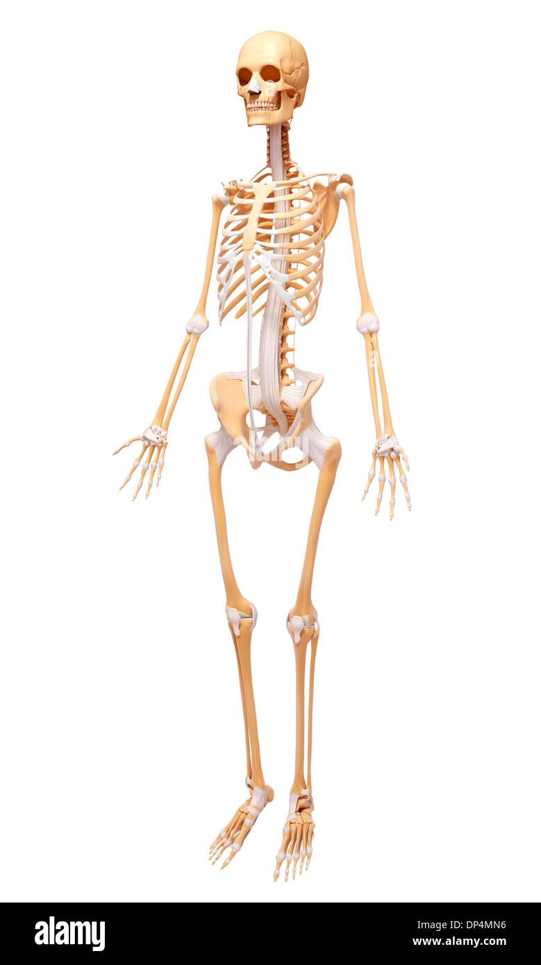 Human skeleton, artwork Stock Photo - Alamy