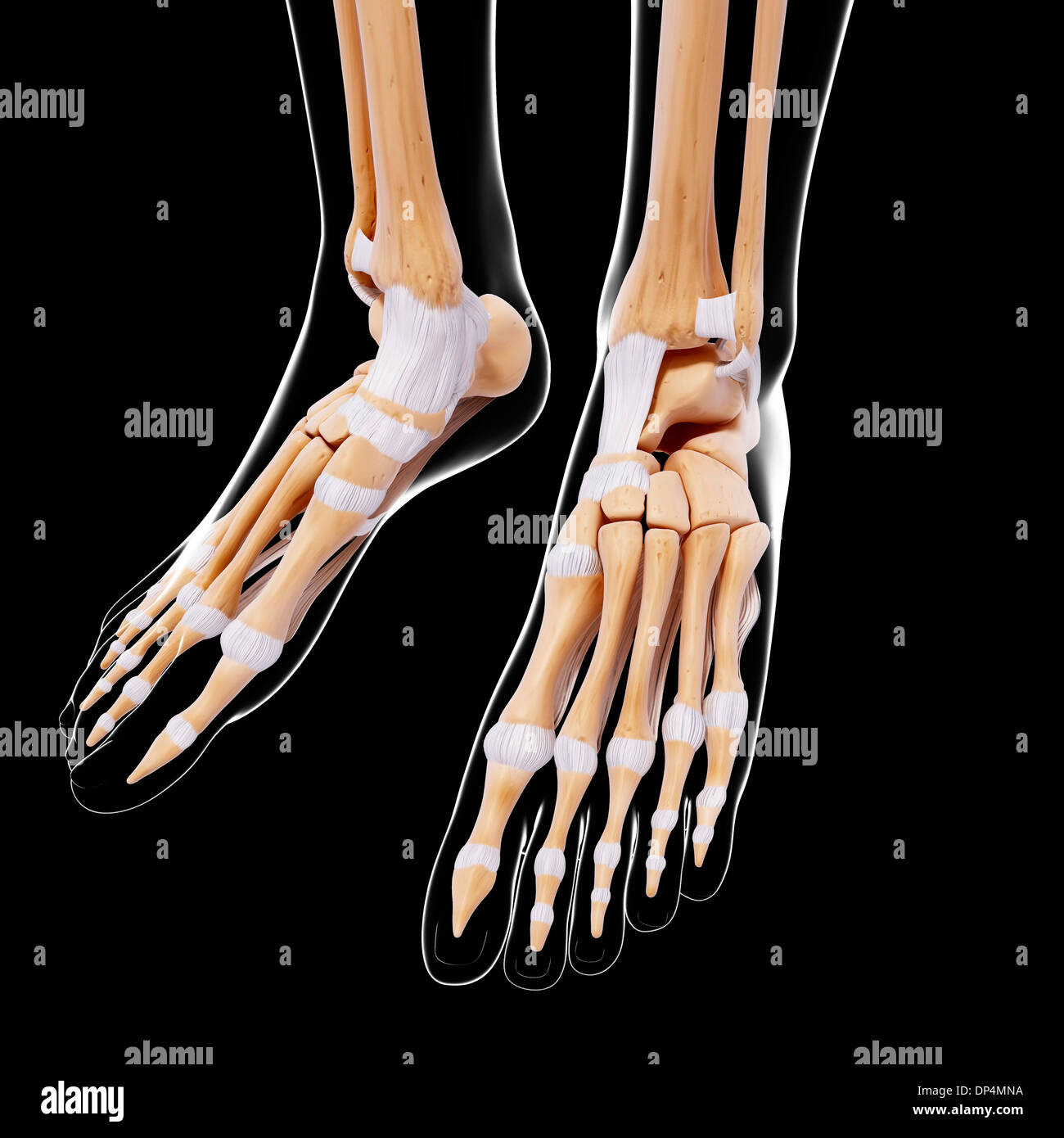 Human foot bones, artwork Stock Photo - Alamy