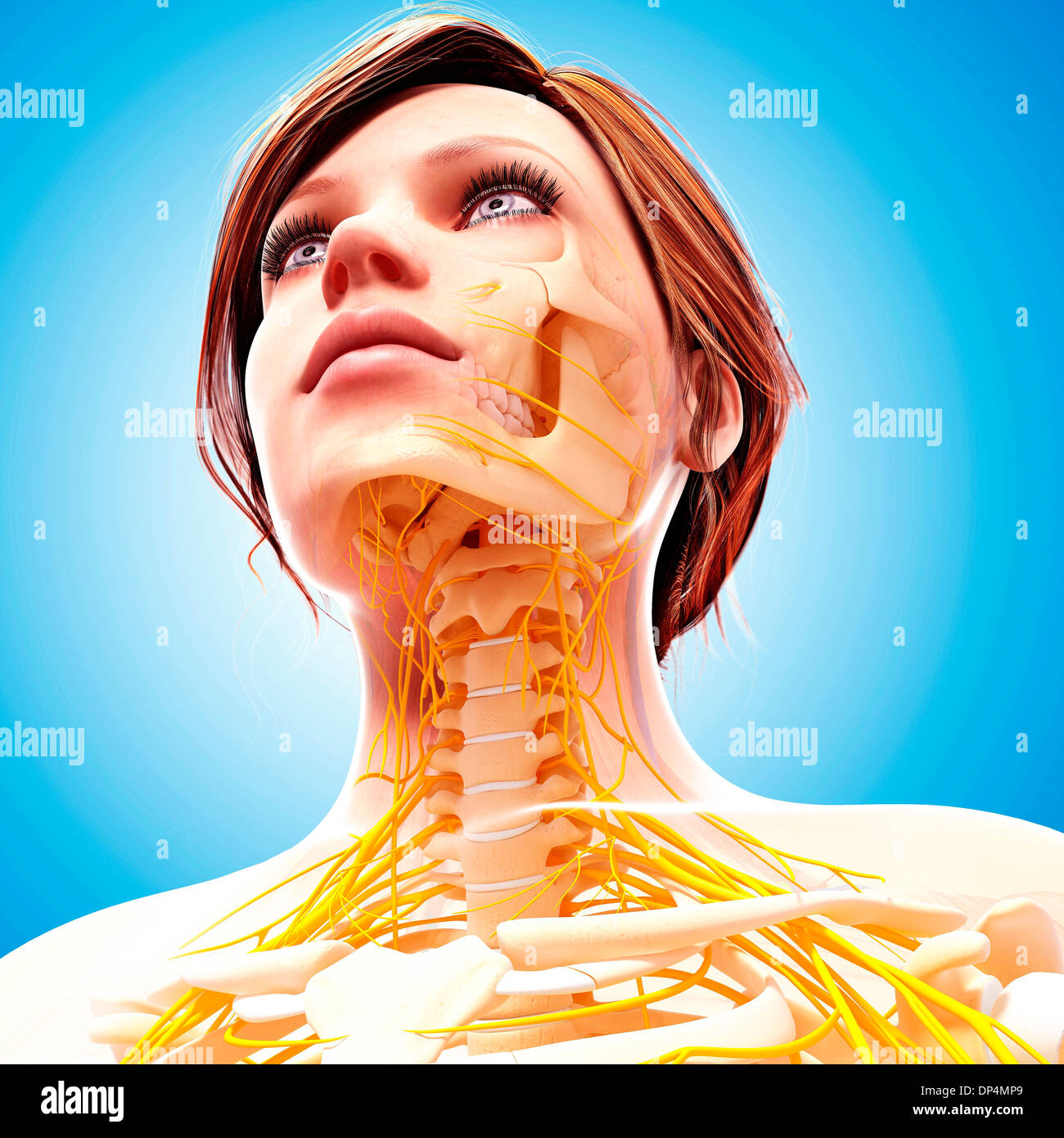 Female nervous system, artwork Stock Photo - Alamy