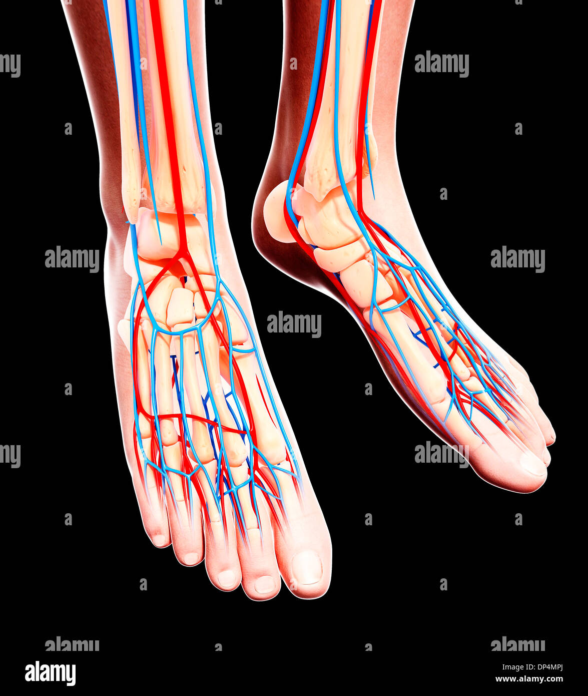 Human foot cardiovascular system, artwork Stock Photo - Alamy