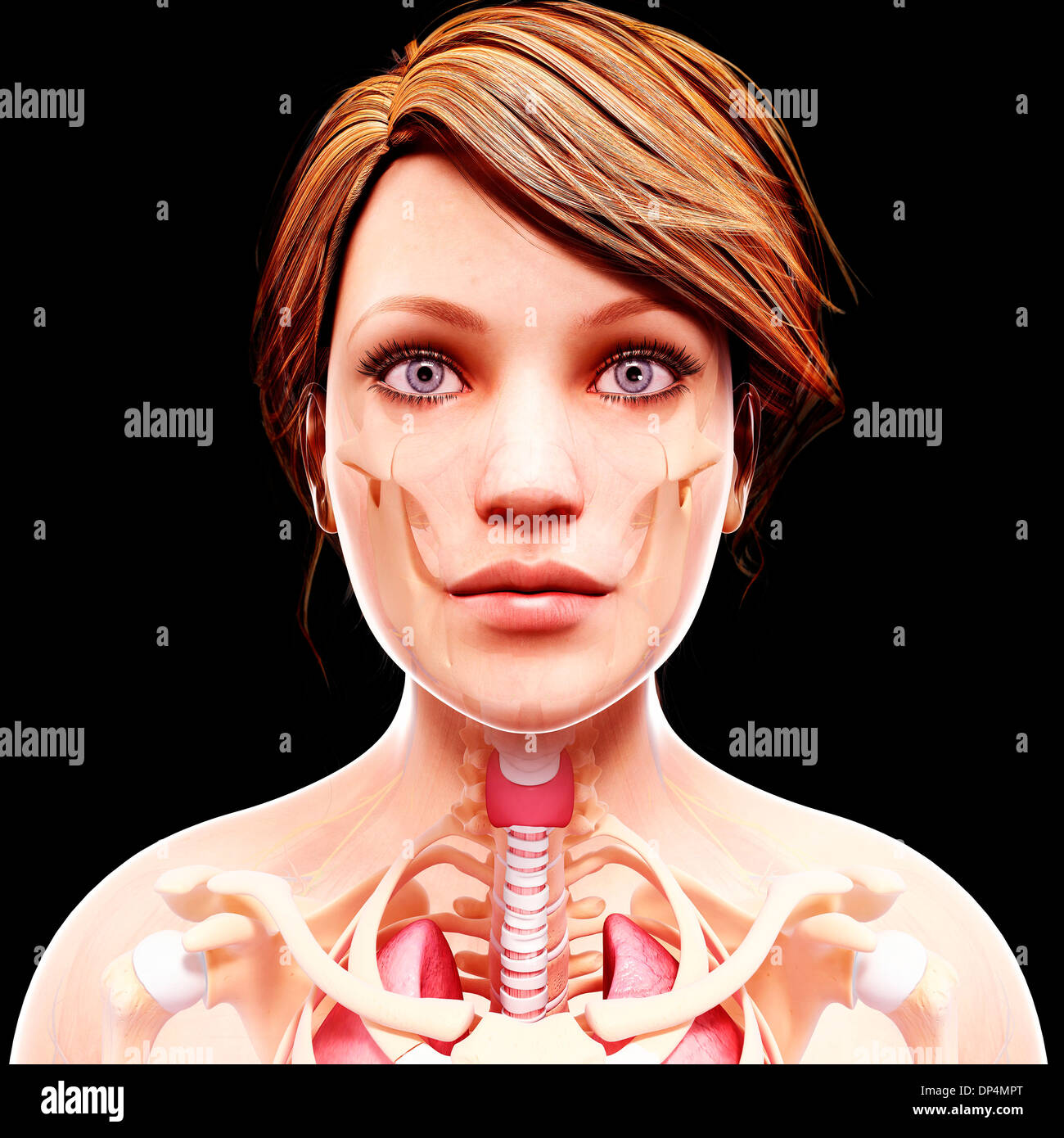 Female anatomy, artwork Stock Photo - Alamy