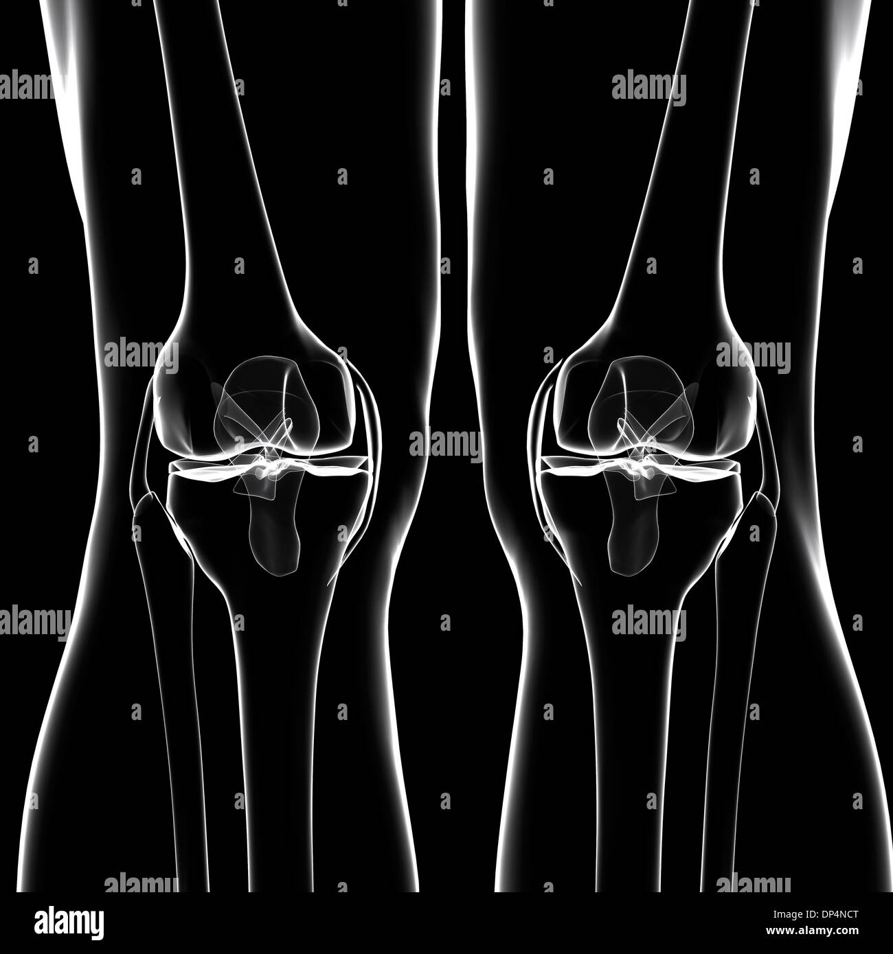 Human leg bones, artwork Stock Photo - Alamy