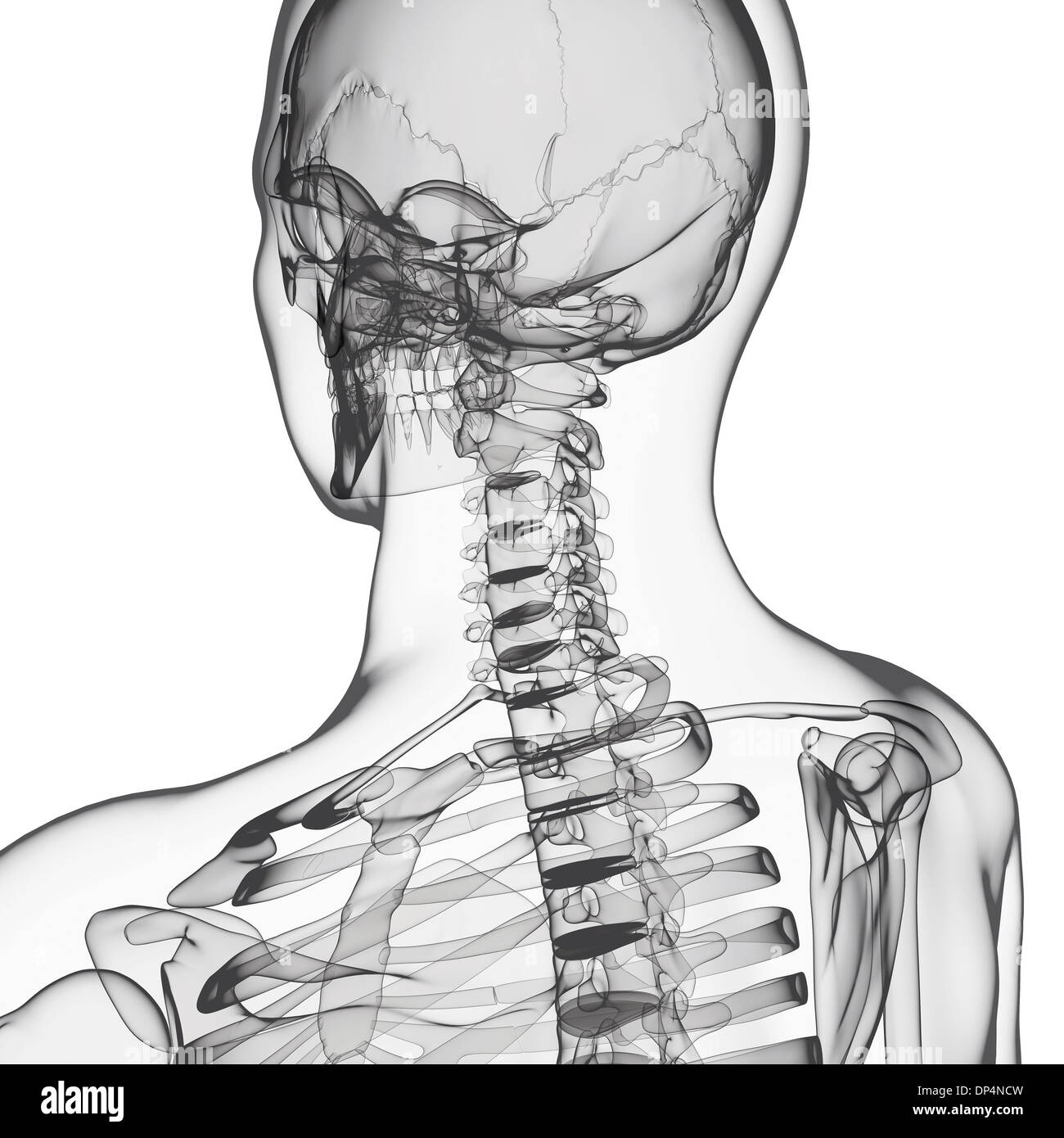 Rear three quarter view head skeleton hi-res stock photography and ...