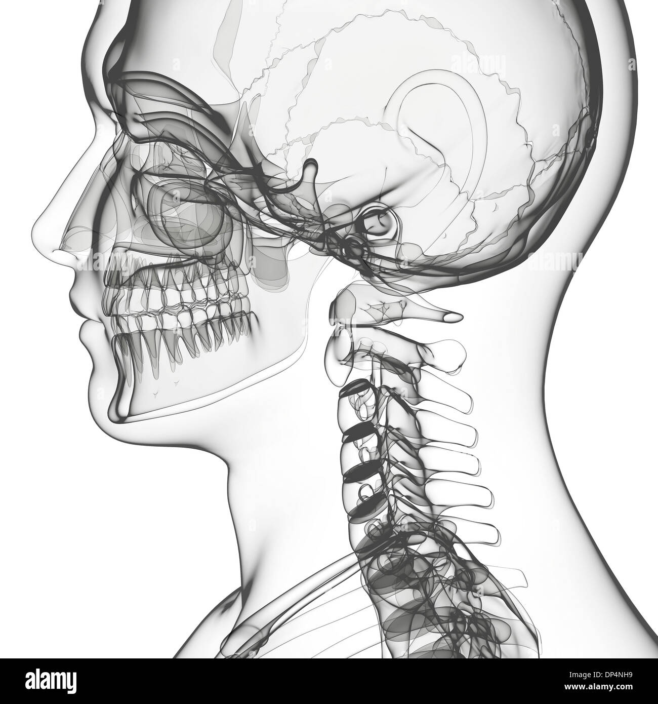 Human skeleton, artwork Stock Photo - Alamy