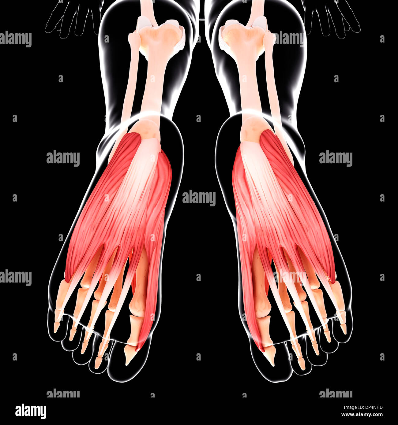 Human foot musculature, artwork Stock Photo - Alamy