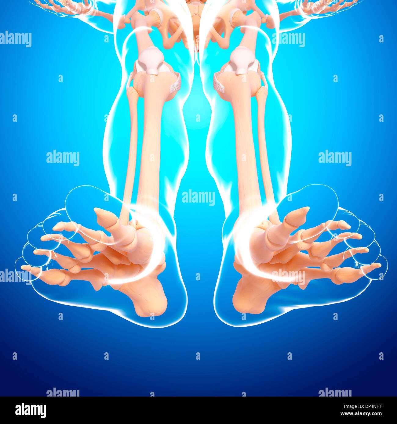 Human leg bones, artwork Stock Photo - Alamy