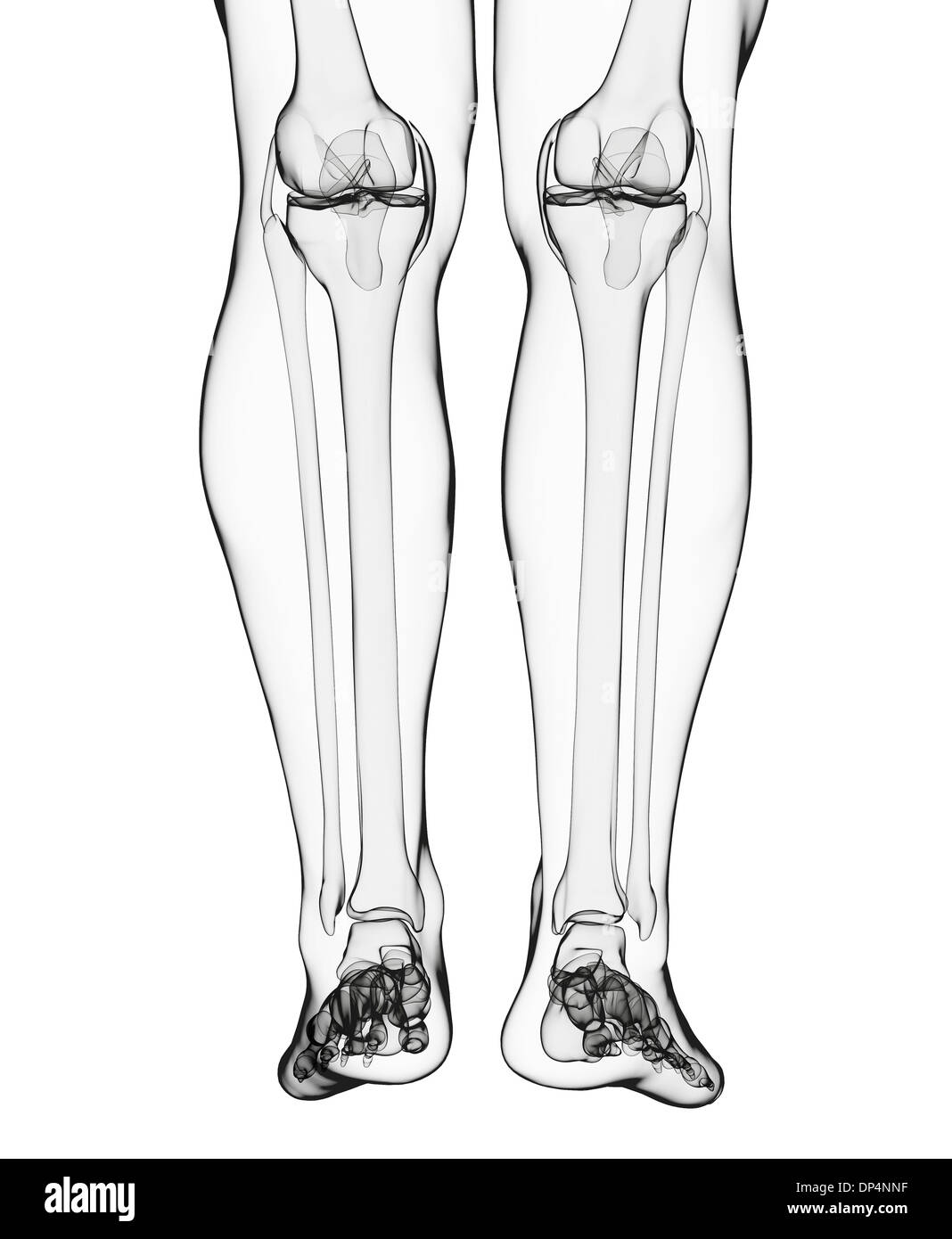 Human leg bones, artwork Stock Photo - Alamy