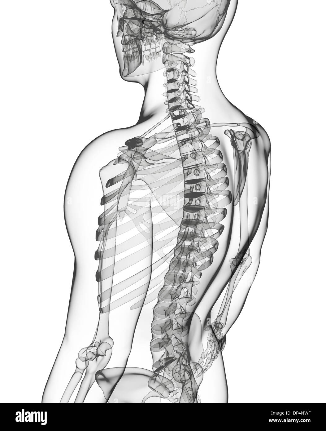 Human Skeleton Artwork Stock Photo Alamy Human Skeleton Artwork Stock Photo Alamy