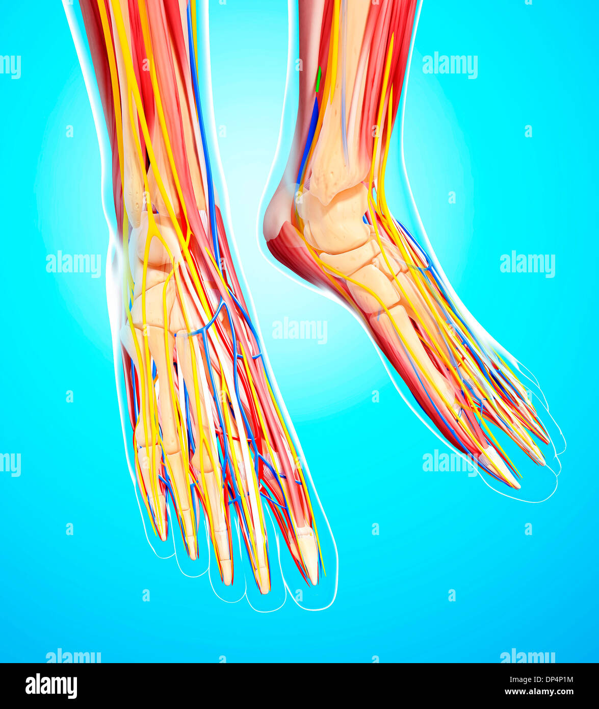 Human foot anatomy, artwork Stock Photo - Alamy