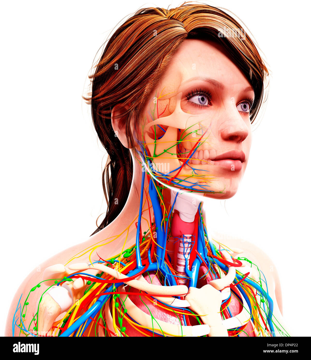 Female anatomy, artwork Stock Photo - Alamy