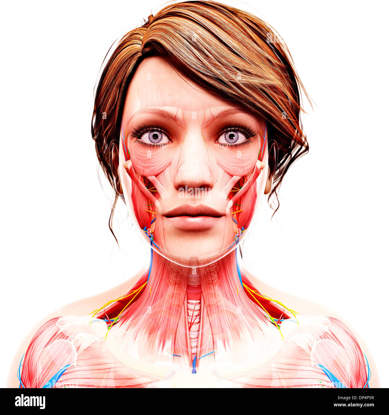 Female anatomy, artwork Stock Photo - Alamy