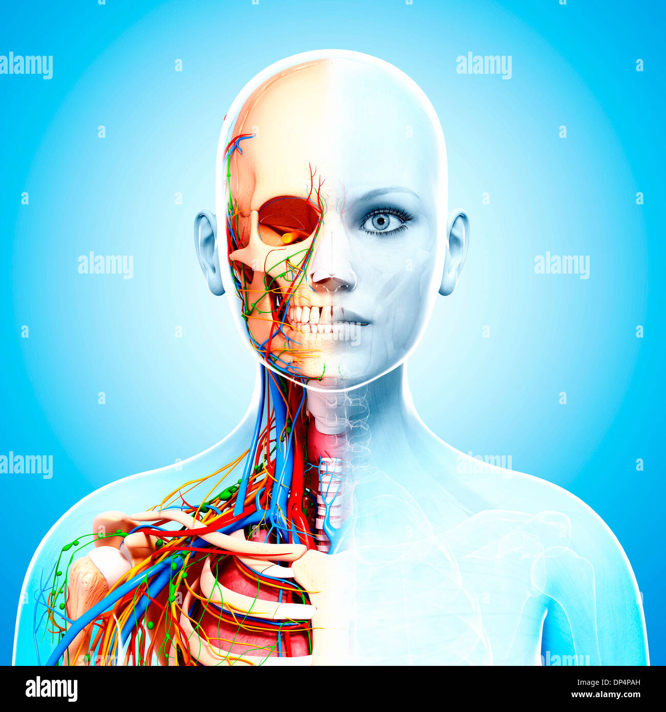 Female anatomy, artwork Stock Photo - Alamy