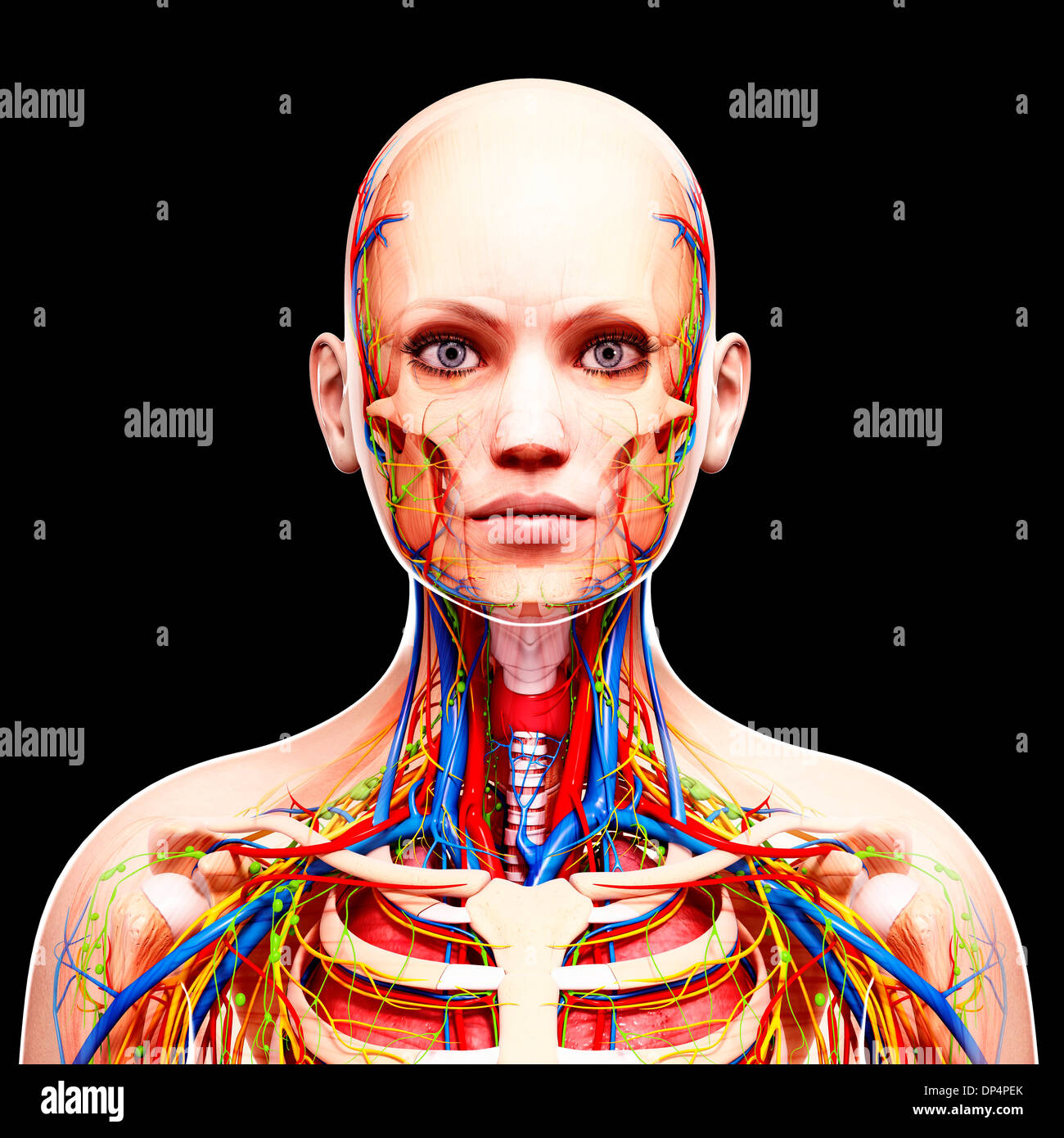 Female anatomy, artwork Stock Photo - Alamy