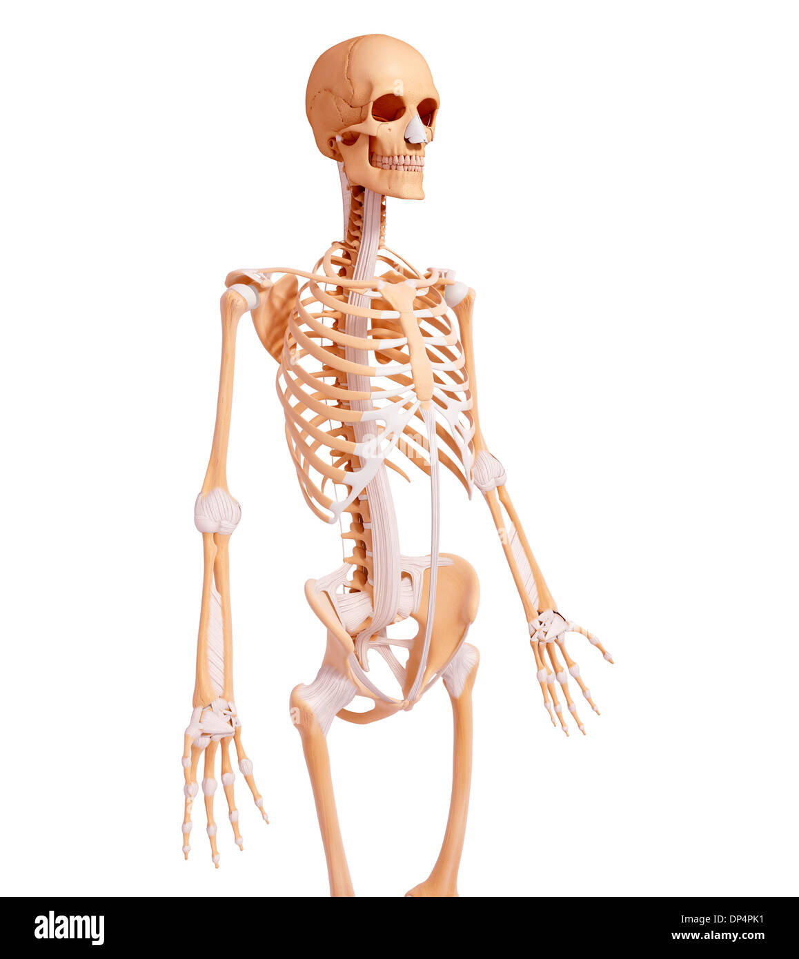 Human skull three quarter view Cut Out Stock Images & Pictures - Alamy