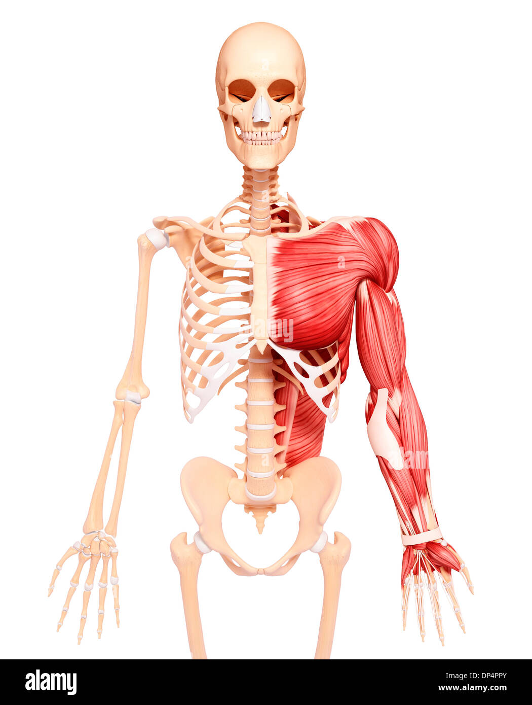 Human musculature, artwork Stock Photo - Alamy
