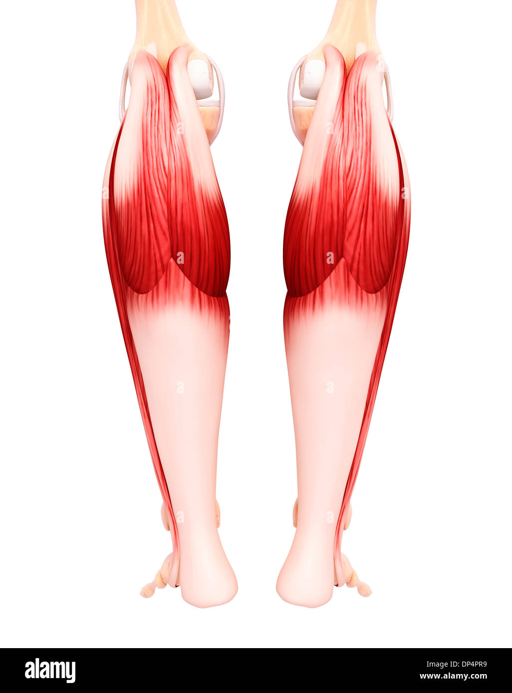 Human leg musculature, artwork Stock Photo - Alamy