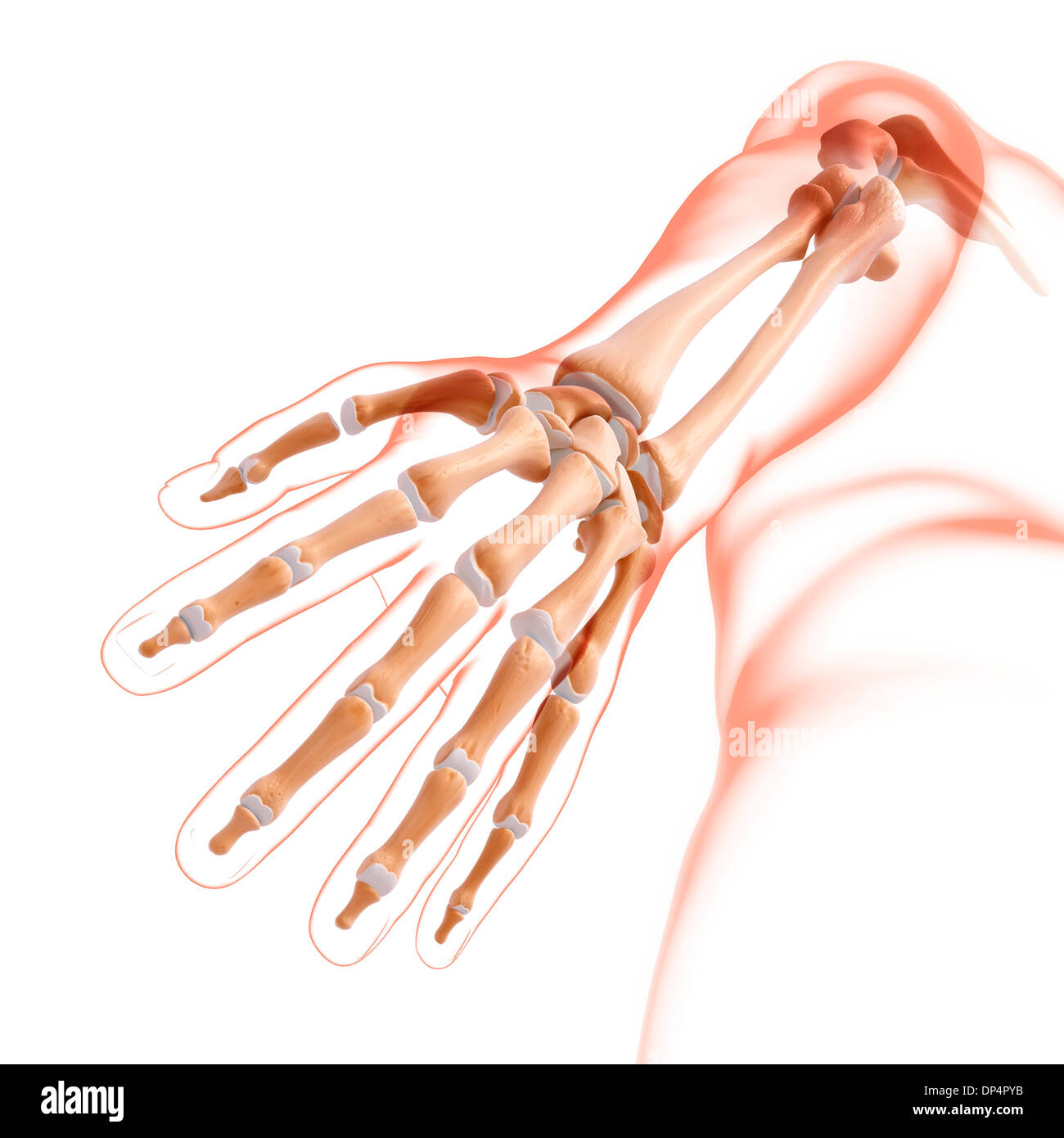 Human arm bones, artwork Stock Photo - Alamy
