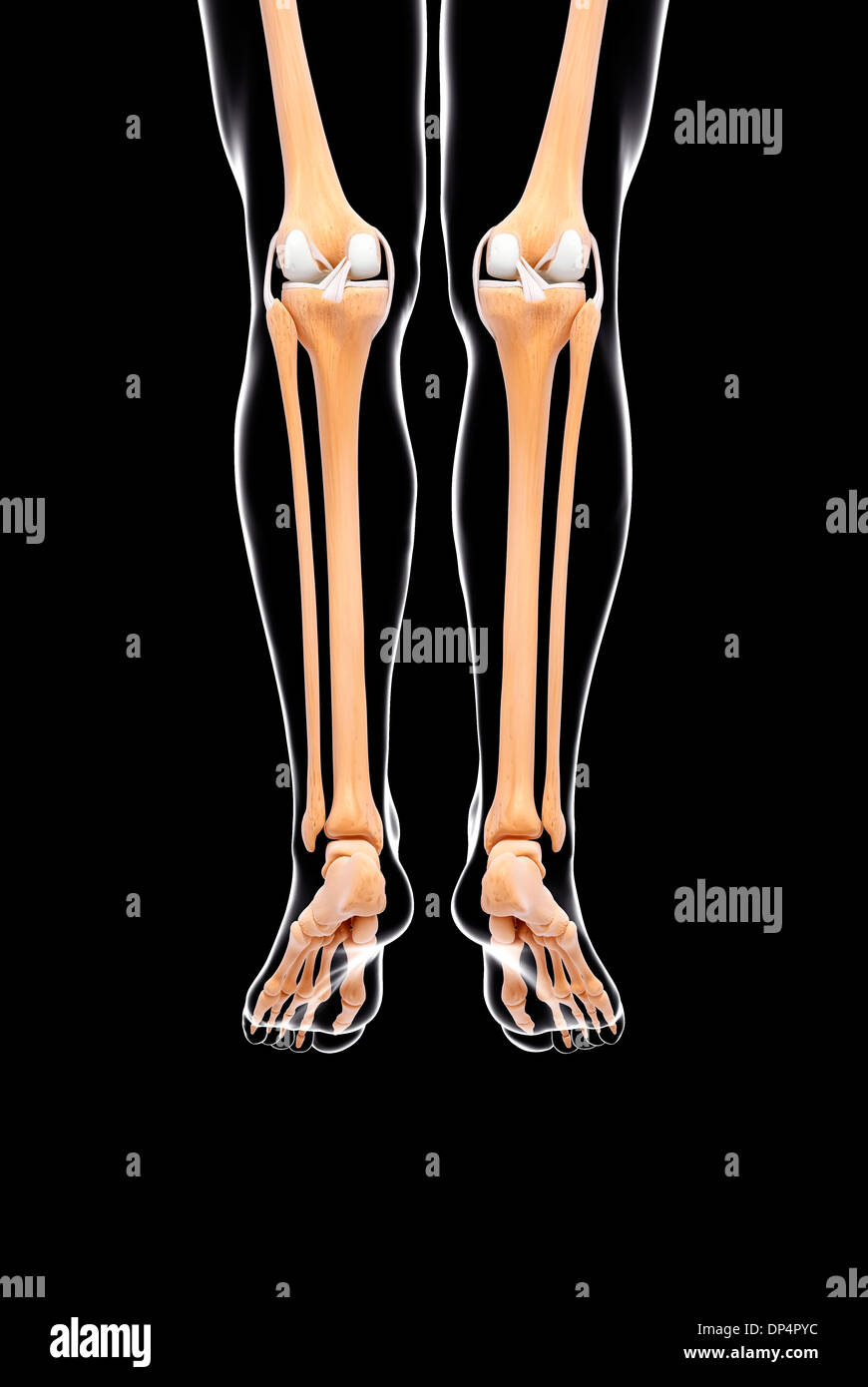 Human leg bones, artwork Stock Photo - Alamy