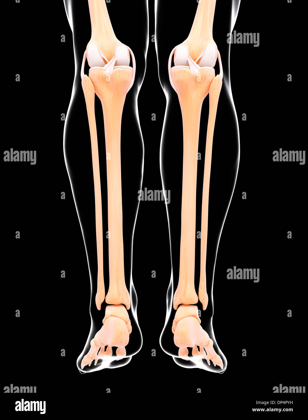 Healthy leg bones hi-res stock photography and images - Alamy