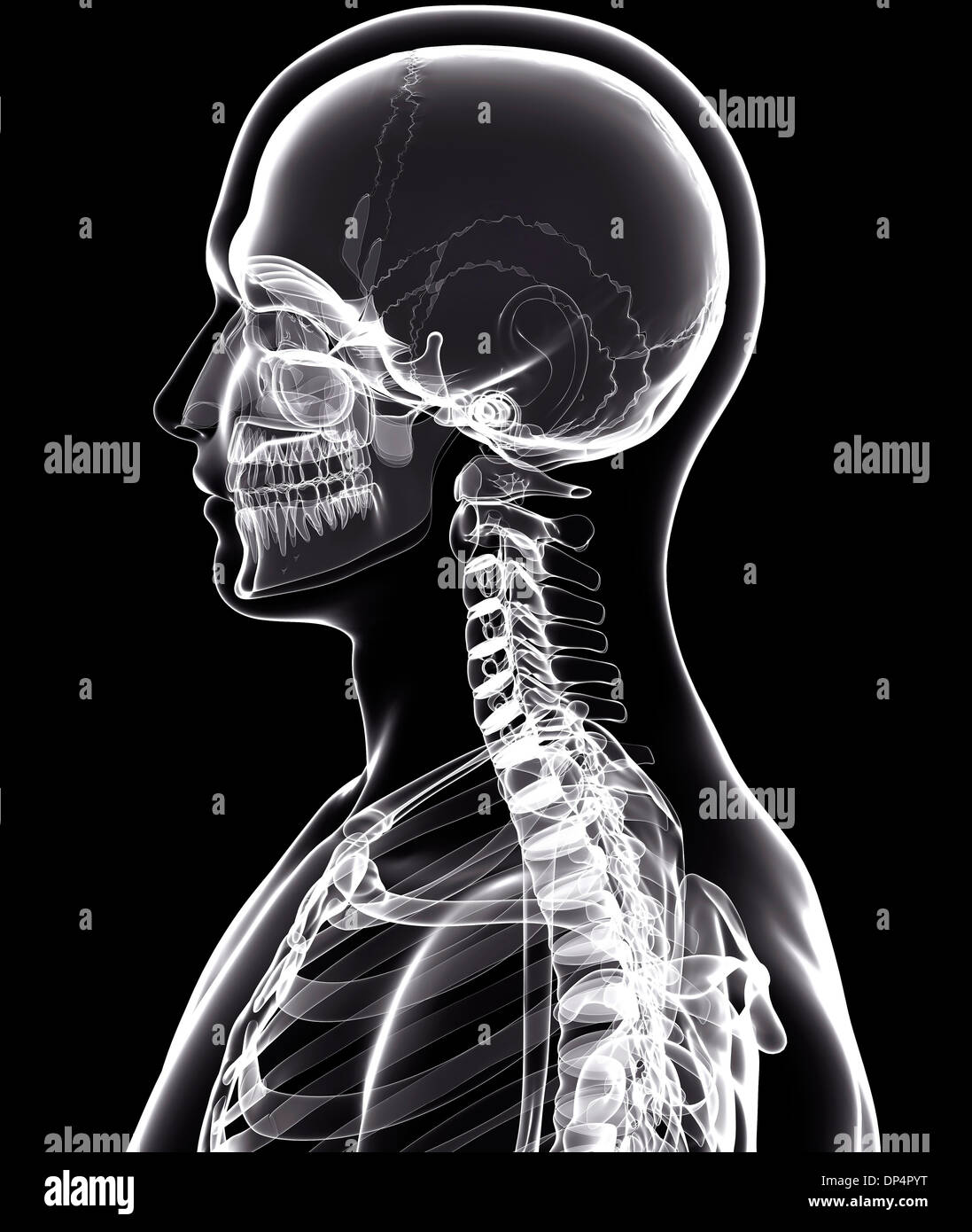 Human skeleton, artwork Stock Photo - Alamy