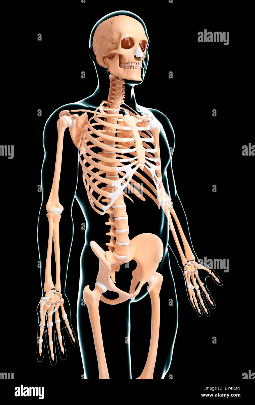 Human skeleton, artwork Stock Photo - Alamy