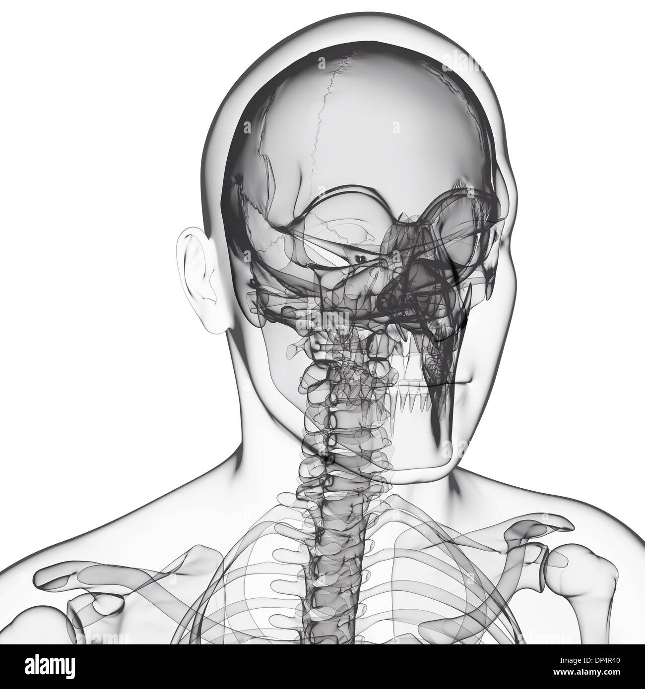 Human skeleton, artwork Stock Photo - Alamy