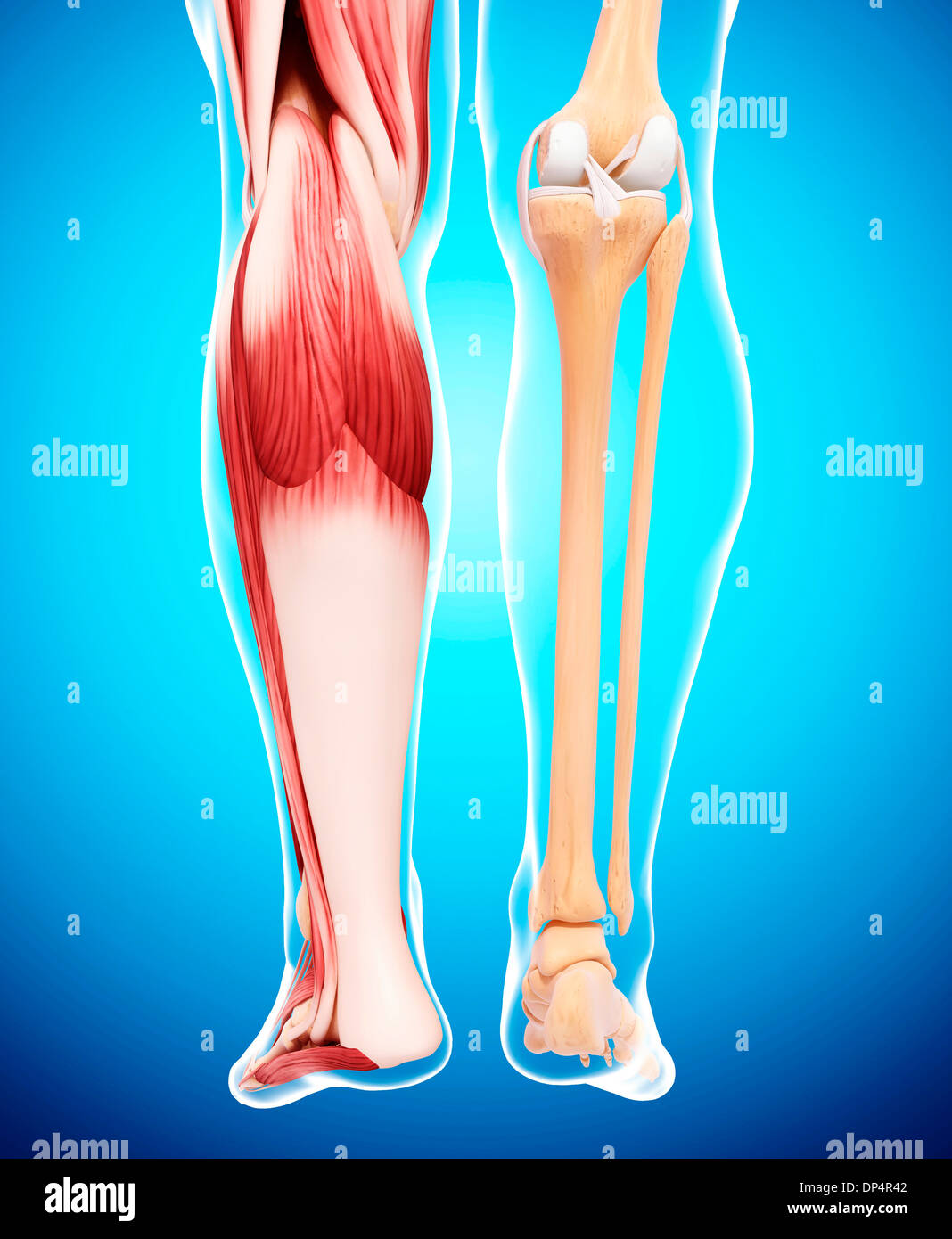 Human leg musculature, artwork Stock Photo - Alamy