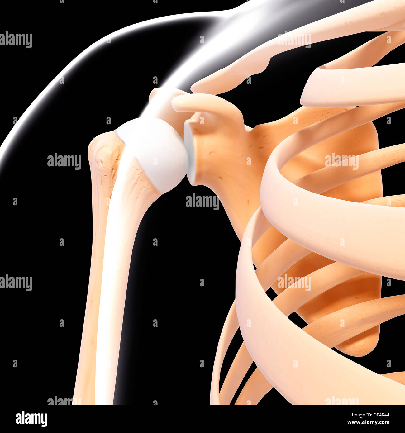 Human shoulder bones, artwork Stock Photo - Alamy