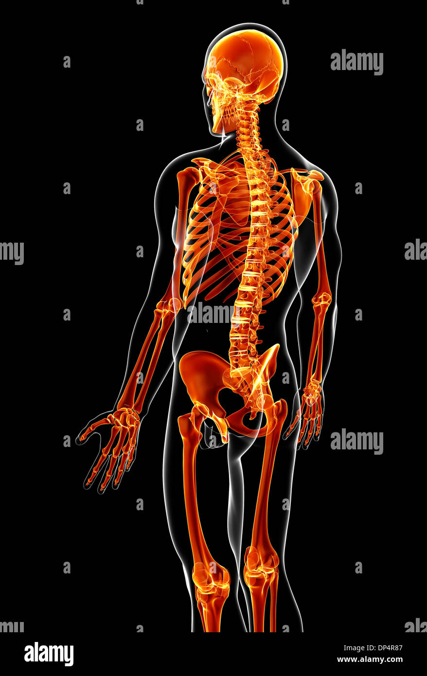 Three quarter view male pelvis hip hi-res stock photography and images ...