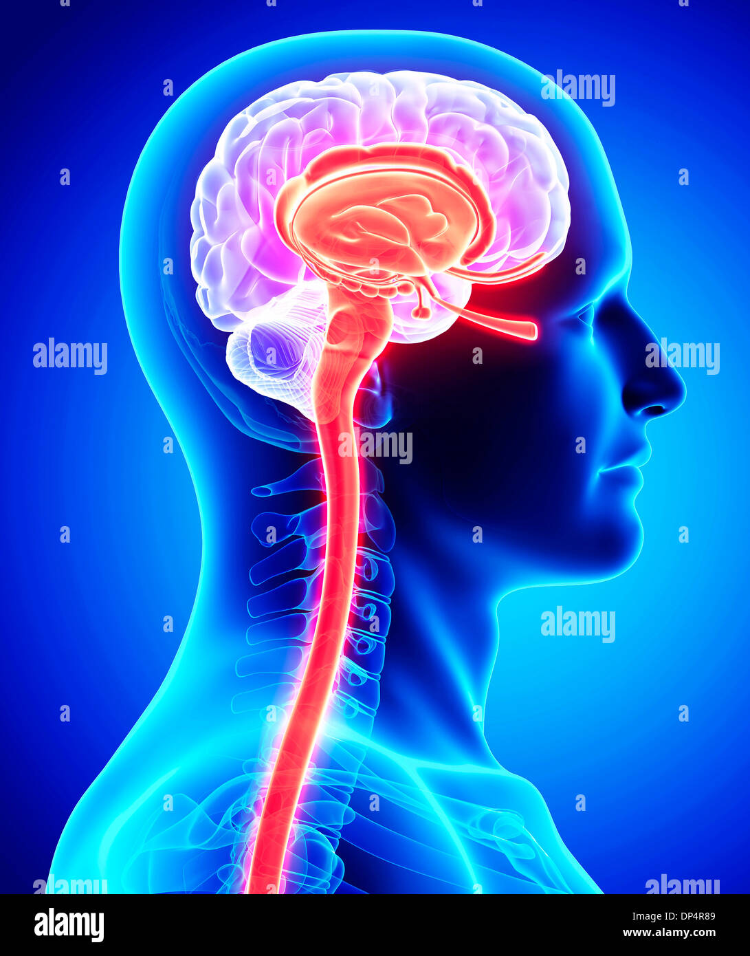 Male brain, artwork Stock Photo - Alamy